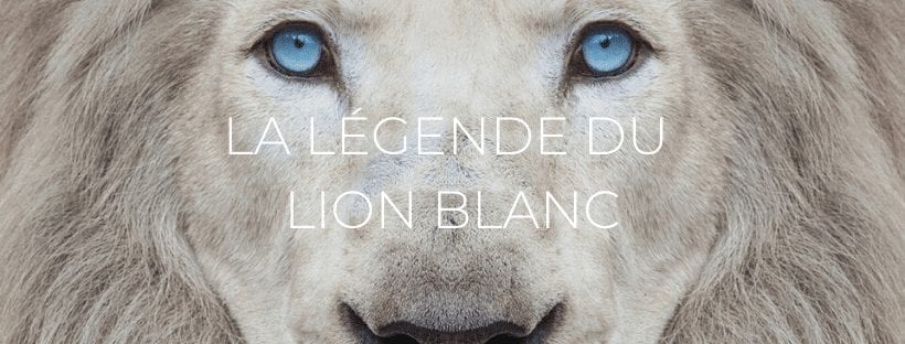 La légende du Lion Blanc d'Afrique | South African Travellers